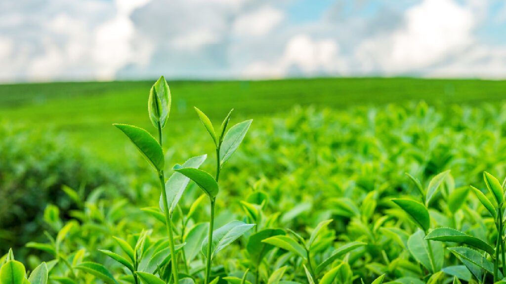 Rising Northeast 2025